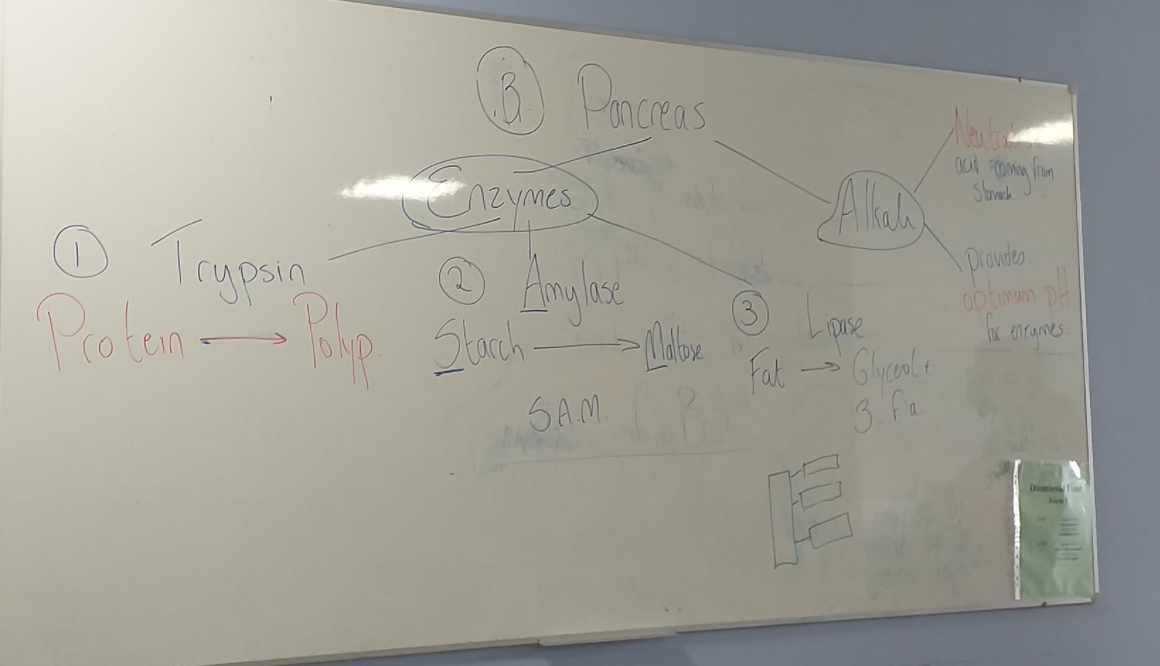 Le Mappe / Mind Maps – My Learning To Learn